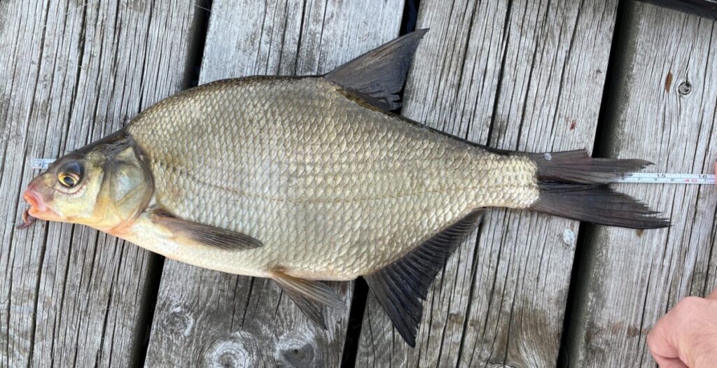 Braxen-39 – Enskede Sportfiskeklubb