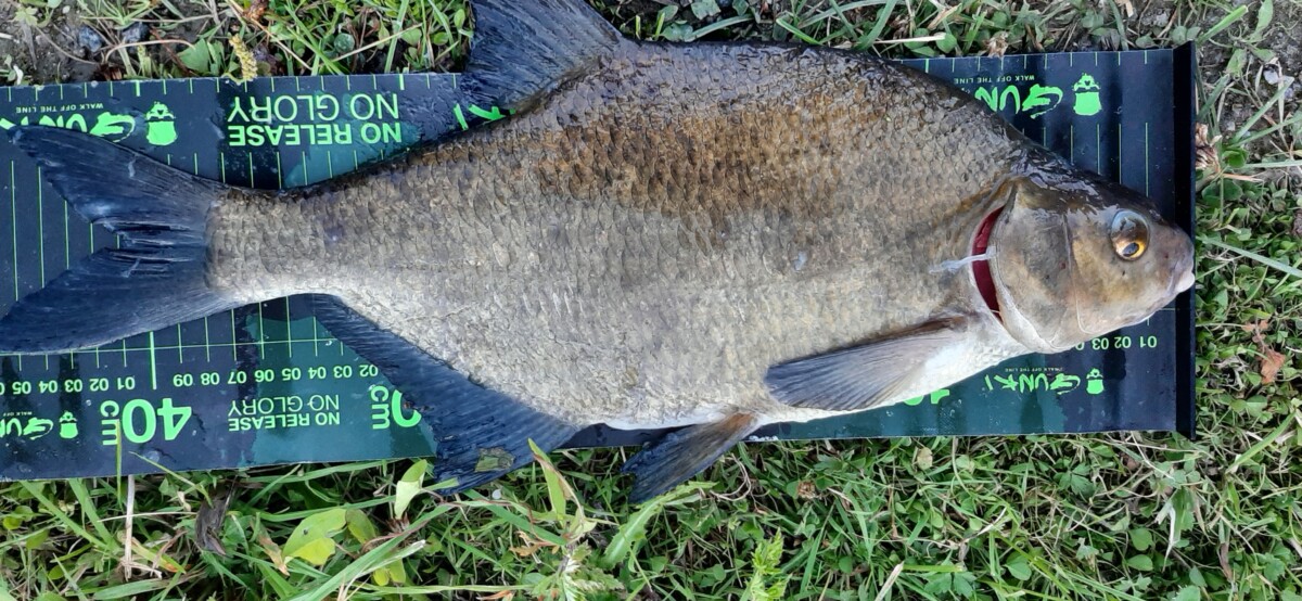 Braxen-46-1 – Enskede Sportfiskeklubb