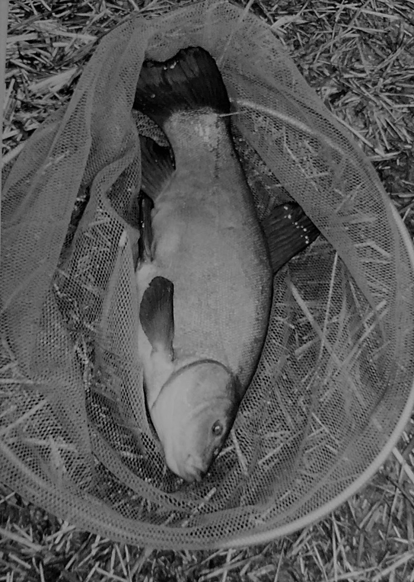 Sutare – Enskede Sportfiskeklubb